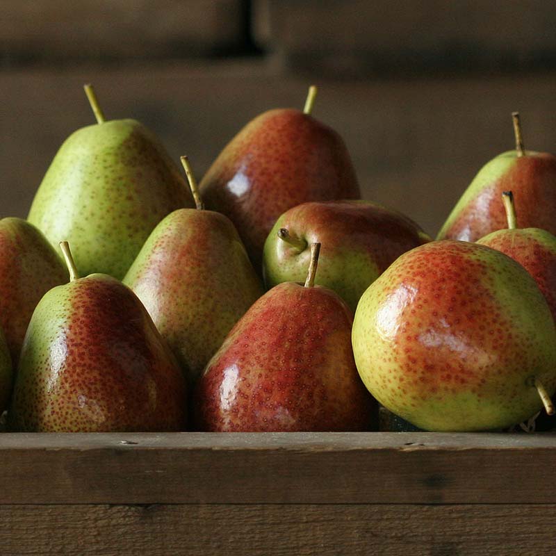 Forelle Mini Pears | The Fruit Company®